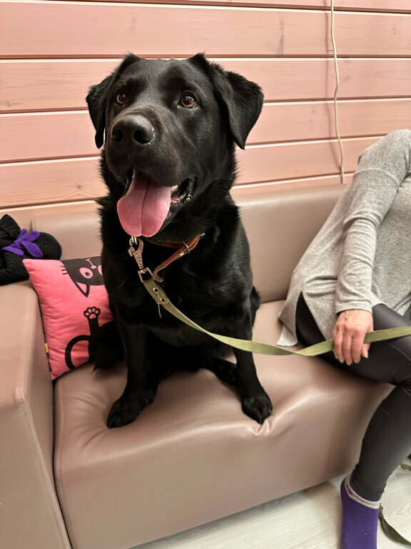 Veteriner klinikleri Home Pets, Moskova ve Moskovskaya oblastı, foto
