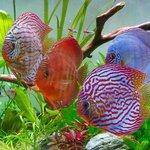 Discus (29, Myadif Street, W9, Abu Dhabi), akvaryumlar