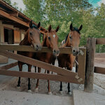Payt Horse Riding Club (Kotayk Region, Village of Dzoraghbyur, Lchapi Street), at ve binicilik kulüpleri  Kotayk'tan