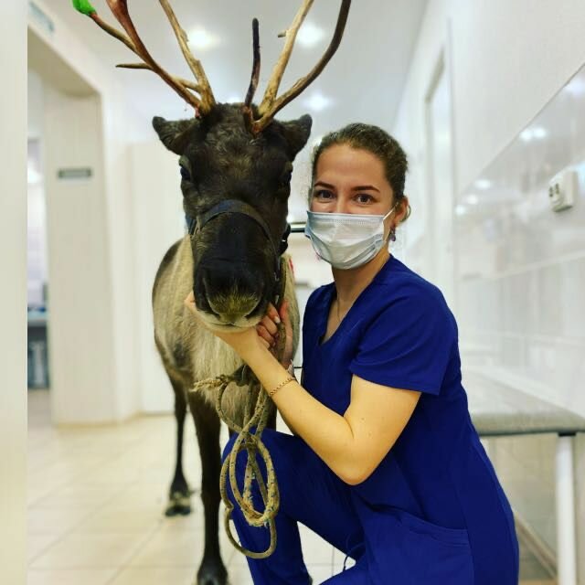 Veteriner klinikleri Nebolit, Samara, foto