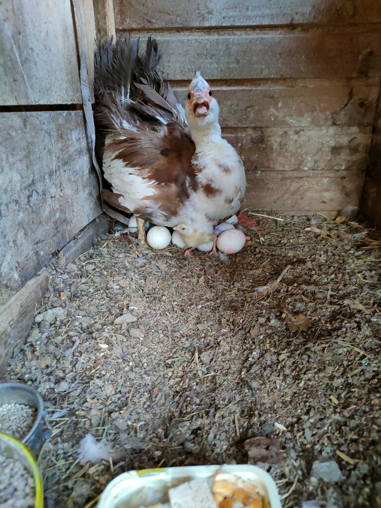 Yem ve yem katkı maddeleri КОРМАн, Moskova ve Moskovskaya oblastı, foto