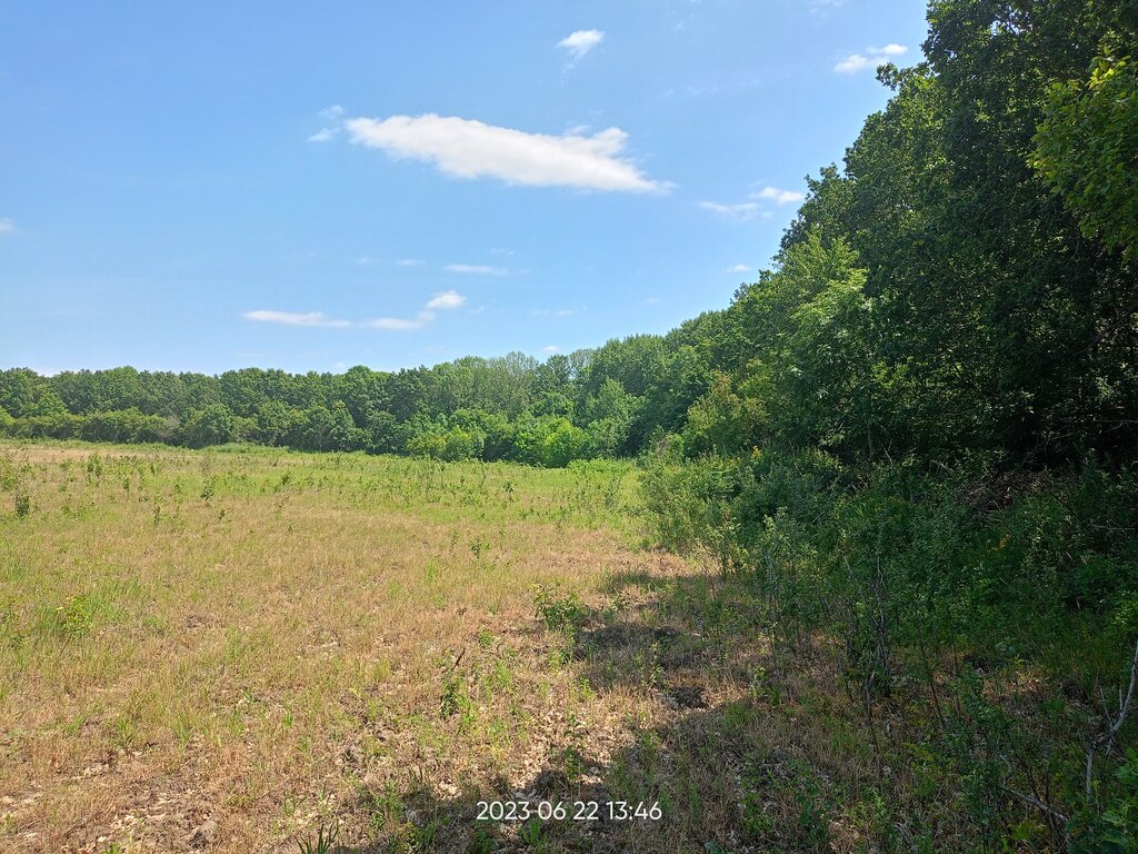 Orman урочище Правороть, Belgorodskaya oblastı, foto