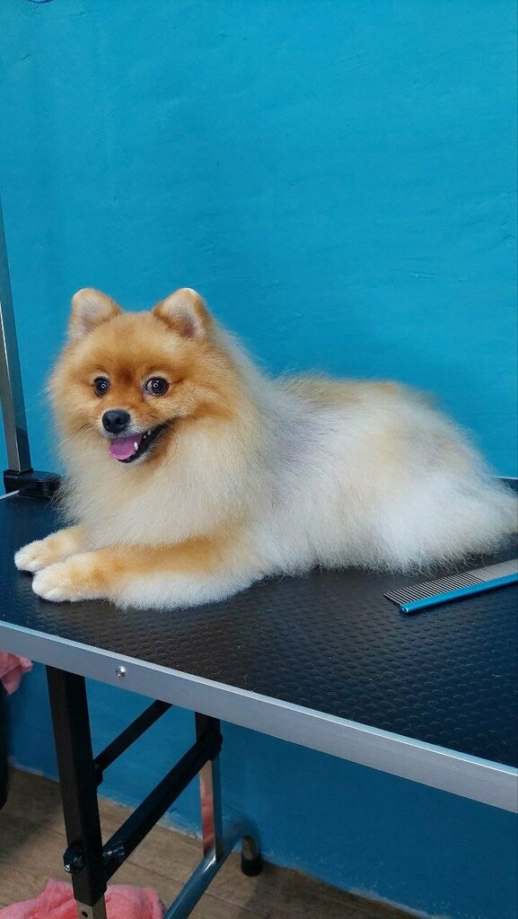 Evcil hayvan kuaförleri Magic grooming, Moskova ve Moskovskaya oblastı, foto