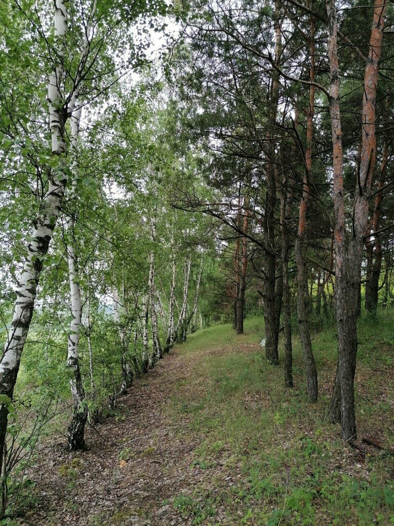 Orman урочище Белая Гора, Belgorodskaya oblastı, foto