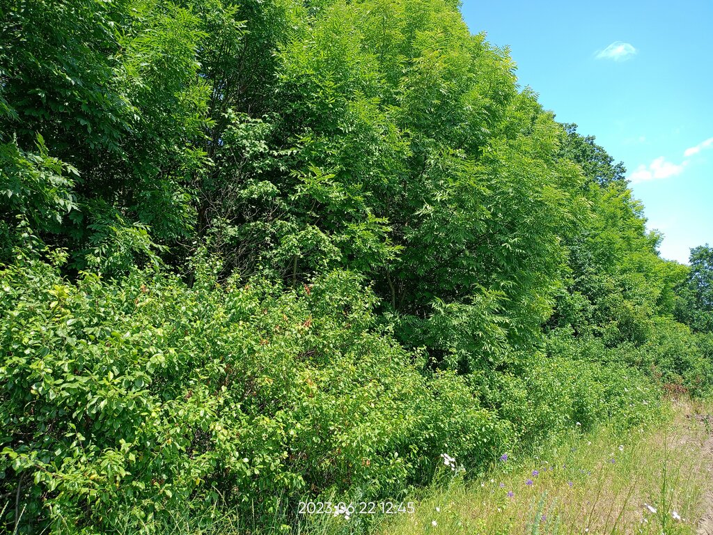 Orman урочище Висловский Должик, Belgorodskaya oblastı, foto