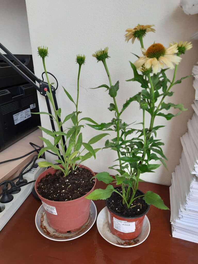 Bahçecilik mağazaları Sadowodam, Moskova, foto