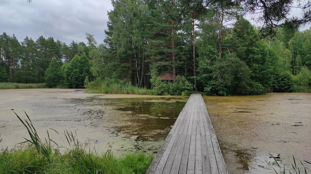 Piknik alanı Место для пикника, Orlovskaya oblastı, foto