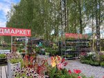 Сад Маркет (Leningradskiy prospekt No:165В, gorodskoy posyolok Pavlovo), fidan yetiştiriciliği  Saint‑Petersburg ve Leningradskaya oblastından