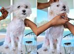 Casper Pet Salon & SPA (29, Myadif Street, W9, Abu Dhabi), evcil hayvan kuaförleri