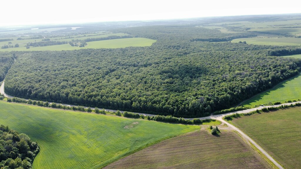 Orman урочище Дачный лес, Moskova ve Moskovskaya oblastı, foto