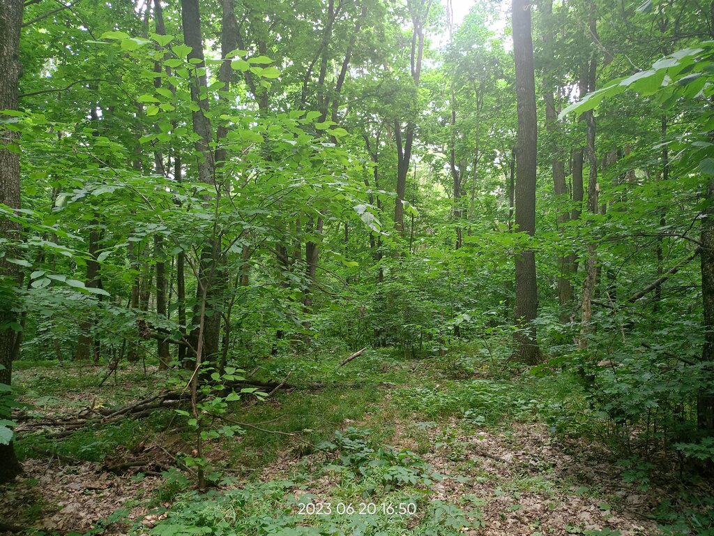 Orman урочище Фомино, Belgorodskaya oblastı, foto