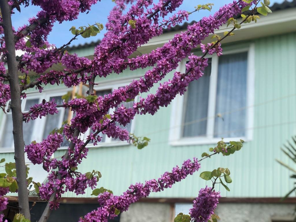 Konuk evi Mikhalych, Kırım Cumhuriyeti, foto