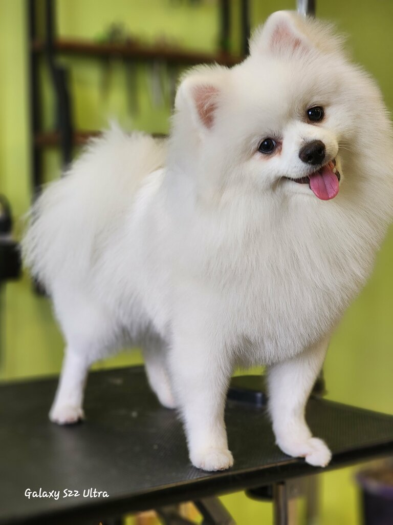 Evcil hayvan kuaförleri Грум Сервис, Çita, foto