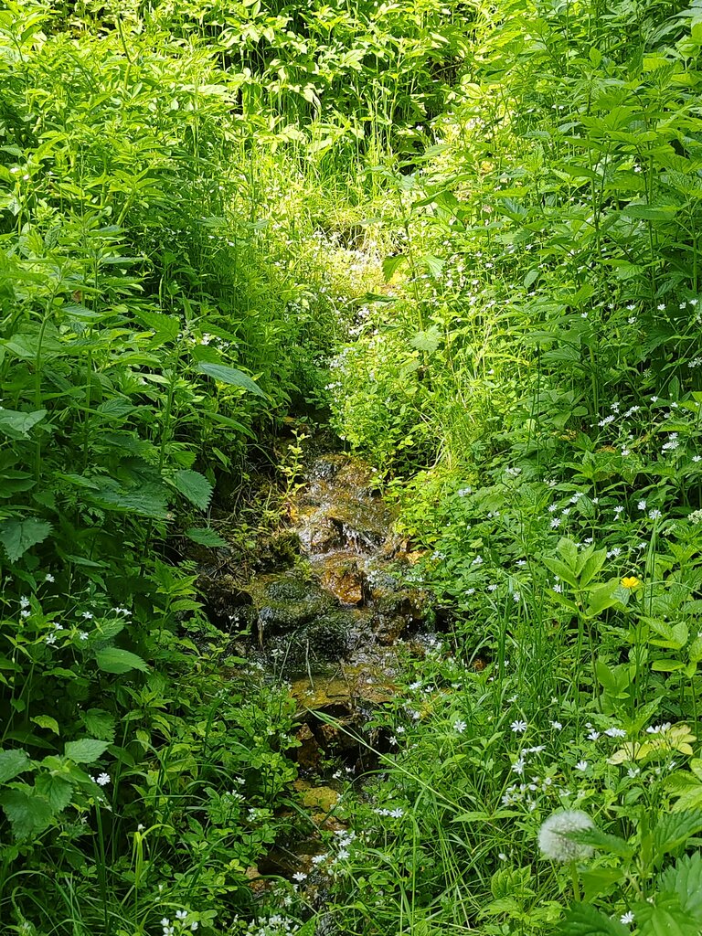 Pınar, çay Spring, stream, Moskova ve Moskovskaya oblastı, foto