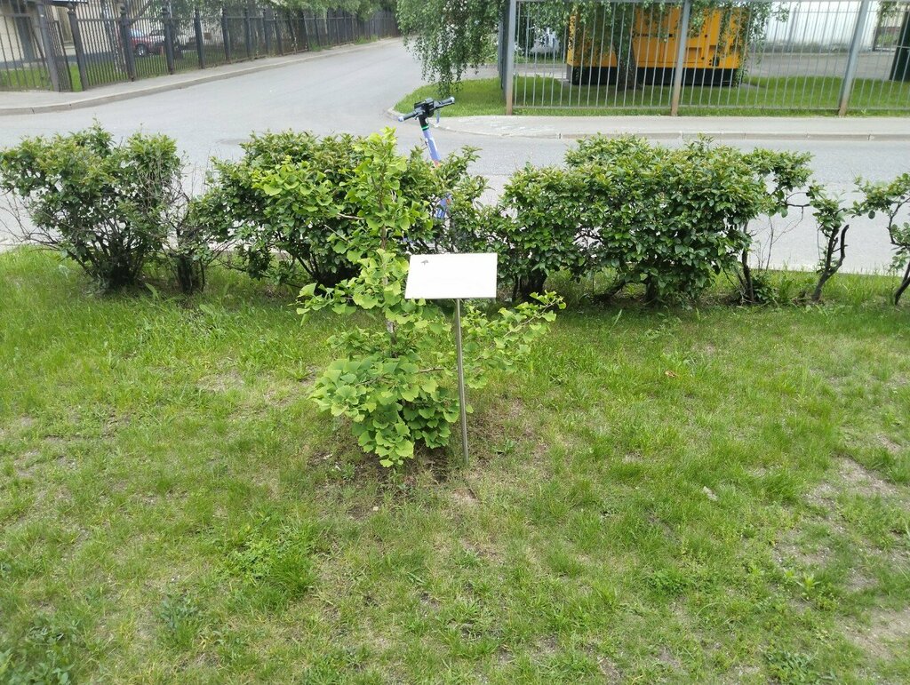 Doğa Дерево Гинкго, Moskova, foto