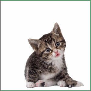 Petshop Naturally For Pets Trading, Dubai, foto