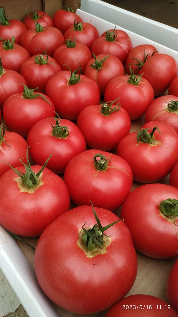 Seracılık Тепличное хозяйство, Dağıstan, foto