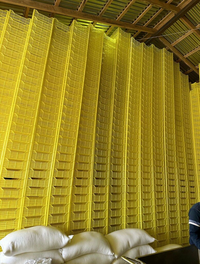 Toptan sebze ve meyve satışı Mironkul Plast, Semerkant eyaleti, foto