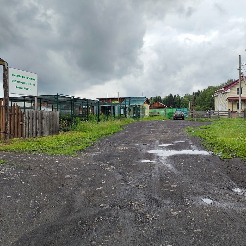 Sera ve bahçe ürünleri Myskovsky agropitomnik, Myski, foto