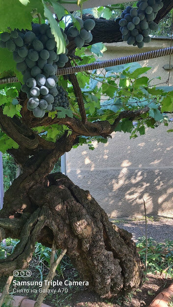 Otel Tsinandlis Edemi, , foto