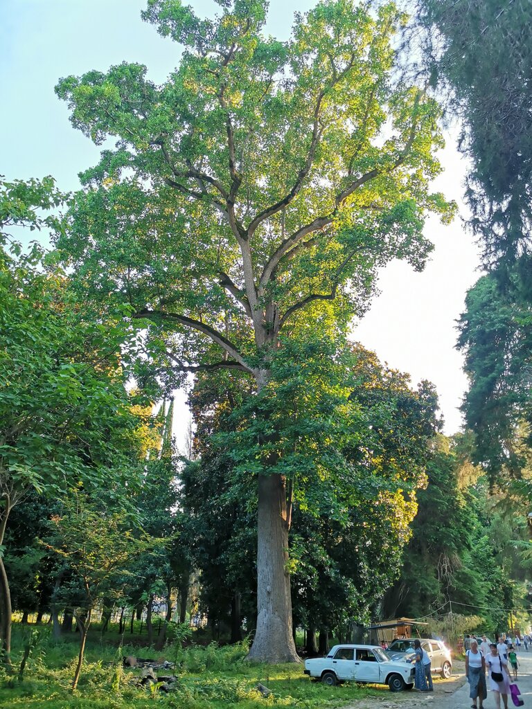 Turistik yerler Лириодендрон тюльпановый, Gagra Bölgesi, foto