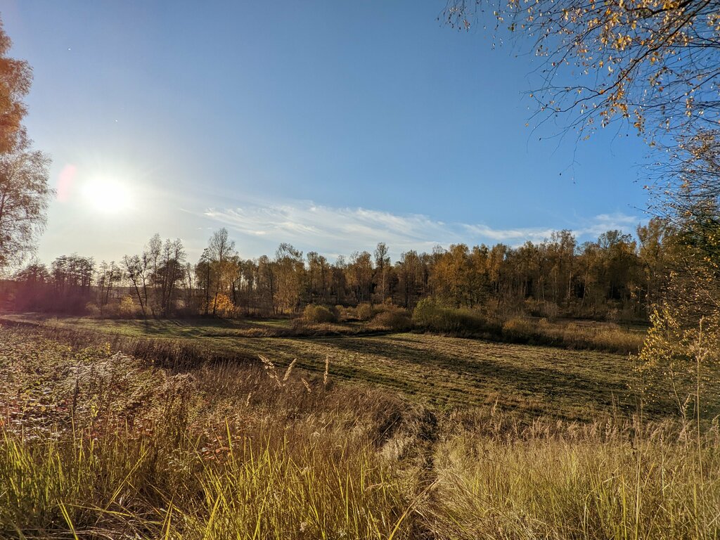 Orman Абрамова посадка, Tulskaya oblastı, foto