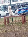 Dog park (Republic of Bashkortostan, Ufa, Glumilino Urban Housing Estate), köpek gezdirme alanları  Ufa'dan