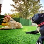 Petlove (5, 5A Street, Al Quoz Industrial 1, Al Quoz Industrial, Hadaeq Mohammed Bin Rashid, Dubai), evcil hayvan yetiştiricileri  Dubai'den