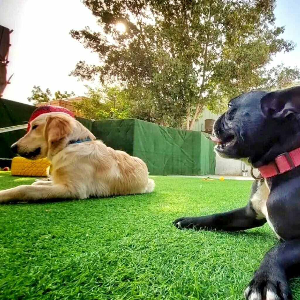 Evcil hayvan kuaförleri Petlove, Dubai, foto