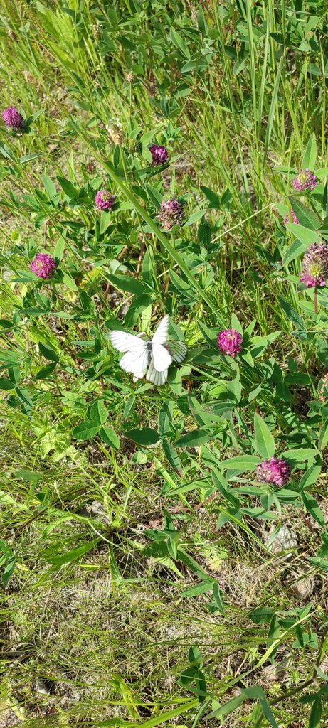 Atraksiyon Gorodskoy park kultury i otdykha, Volzhsk, foto