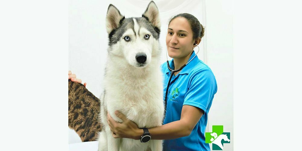 Veteriner klinikleri Pets Health Veterinary Clinic, Dubai, foto