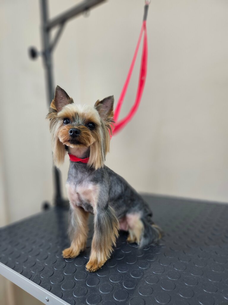 Evcil hayvan kuaförleri Груминг салон, Volgograd, foto