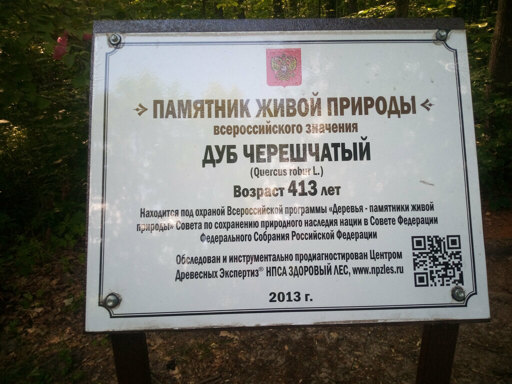 Doğa Дуб Пугачёва, Mariy El Cumhuriyeti, foto