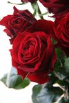 Flowers for lovers (Voskresenskaya Street No:95с2), çiçekçiler  Arhangelsk'ten