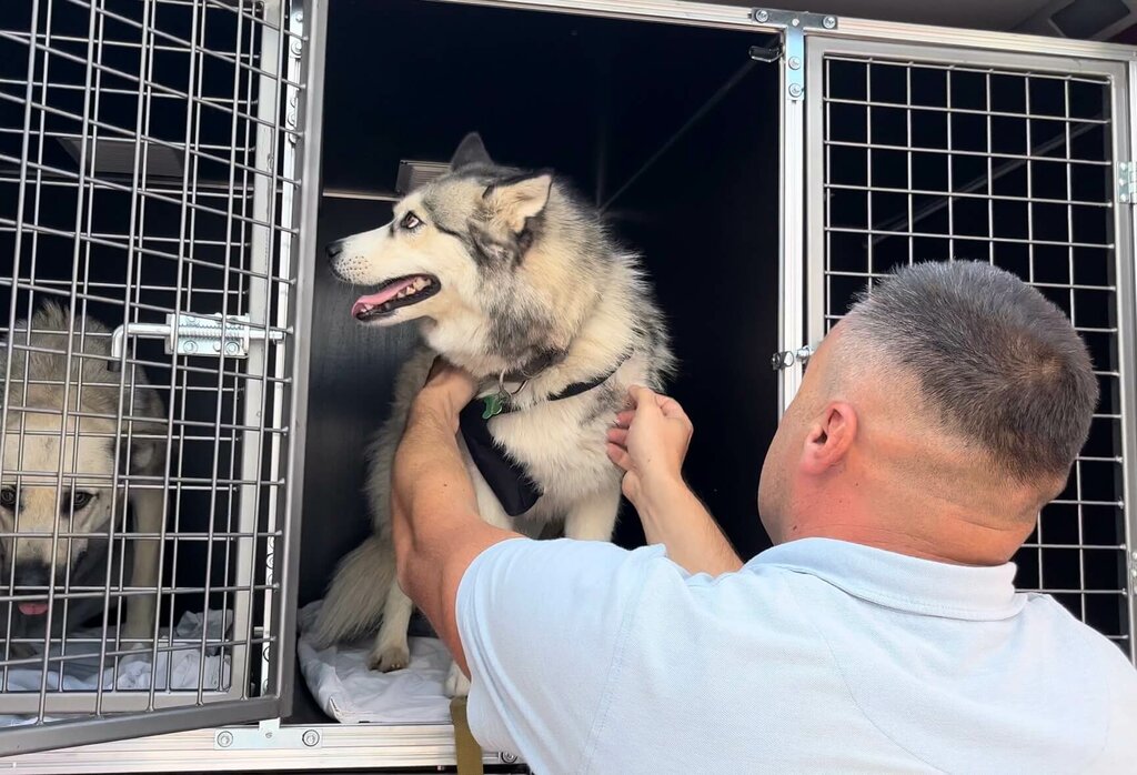 Hayvanların taşınması Zootaxi Sheri, Moskova, foto