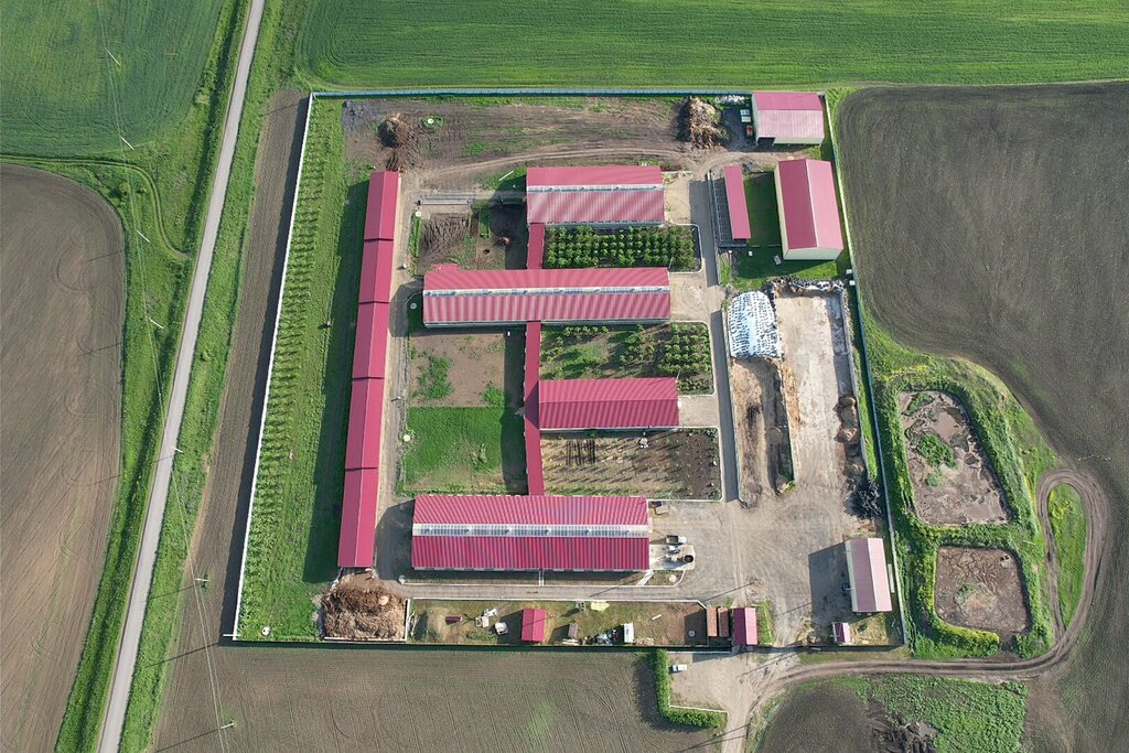 Hayvancılık КФХ Санников, Rostovskaya oblastı, foto