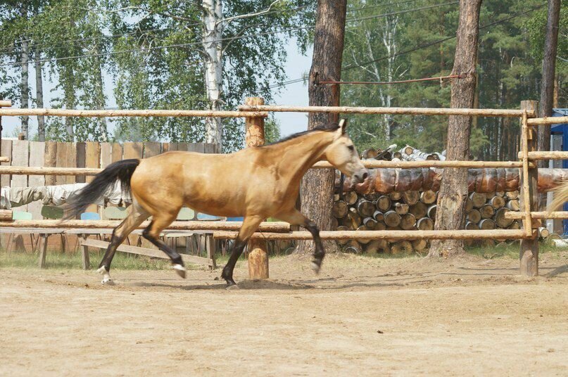 At ve binicilik kulüpleri Silver Hoof Equestrian Club, Sverdlovskaya oblastı, foto
