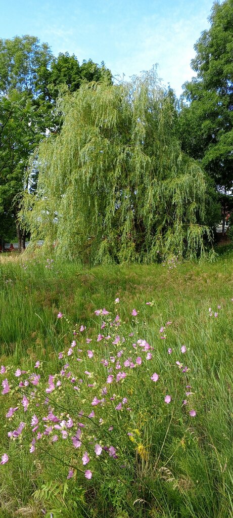 Kültür ve eğlence parkları Дендропарк, Minskaya oblastı, foto