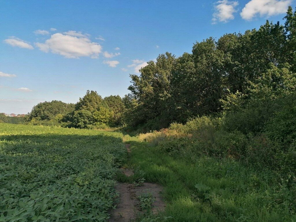 Orman урочище Водяное, Belgorodskaya oblastı, foto