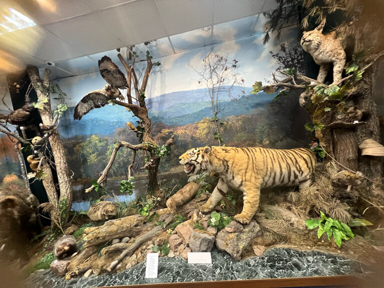 Bengal Tiger Habitat Diorama