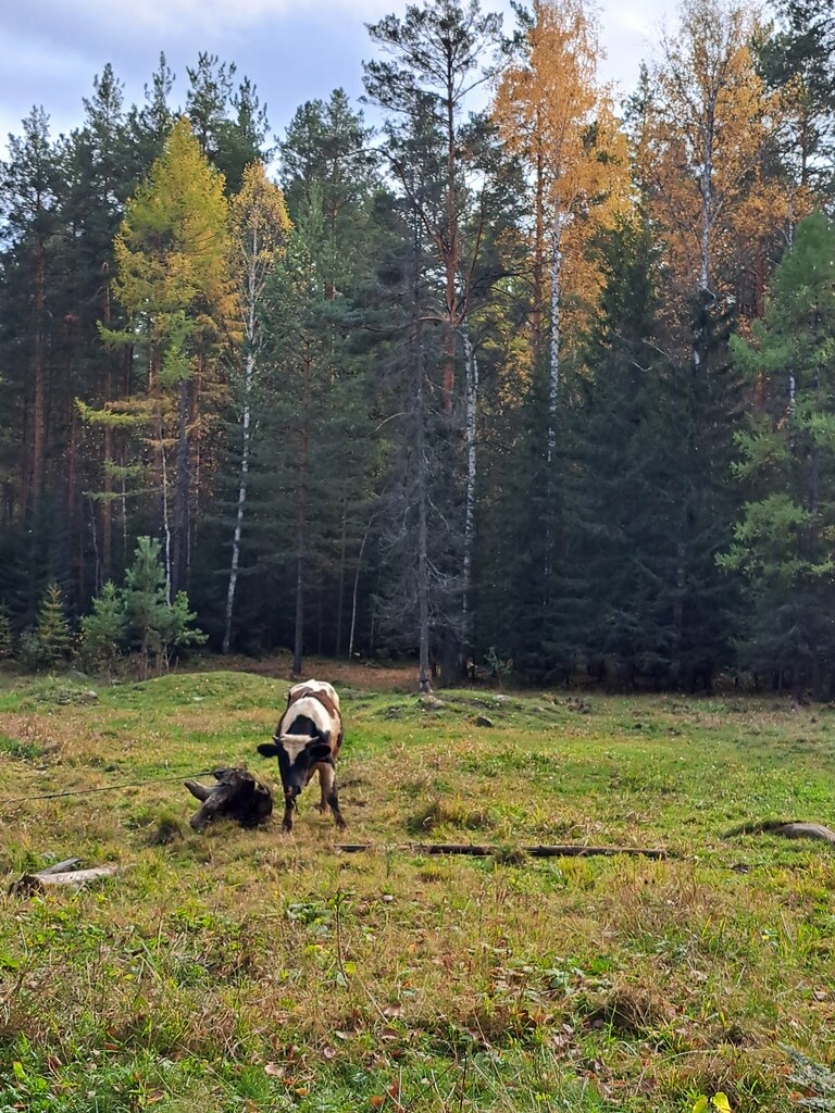 Orman işleri Дом лесника, Sverdlovskaya oblastı, foto