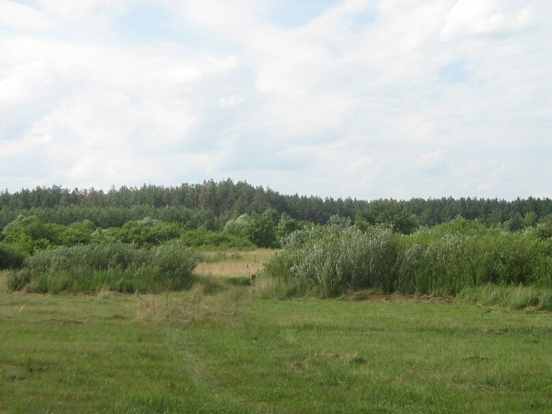 Orman урочище Радуга, Kurskaya oblastı, foto