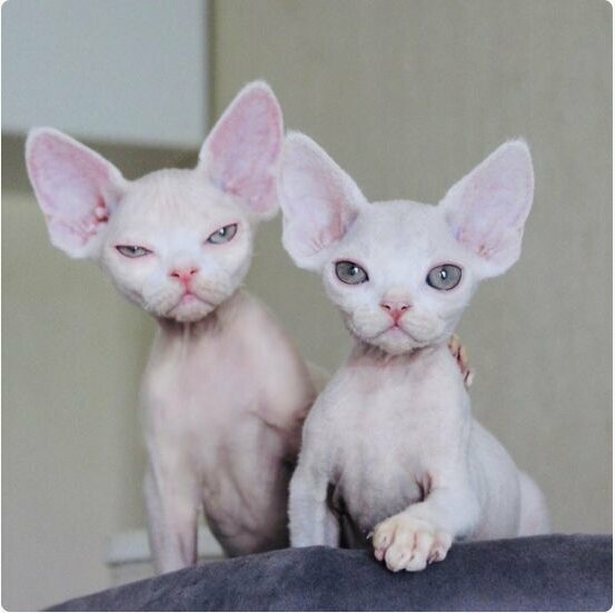 Evcil hayvan yetiştiricileri Vanmaier’s, Moskova, foto