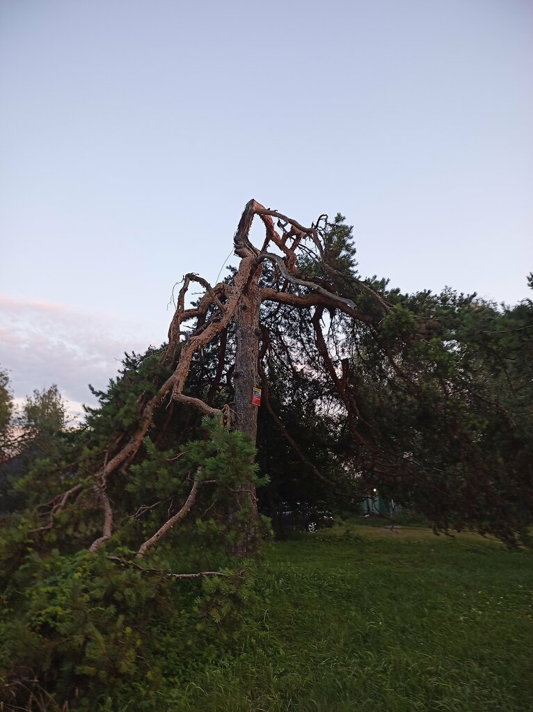 Doğa Старовозрастная сосна, Voronejskaya oblastı, foto