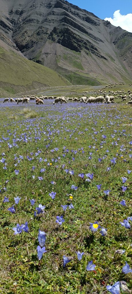 Dağ zirvesi Гора Дюльтыдаг 4127 метров, Dağıstan, foto