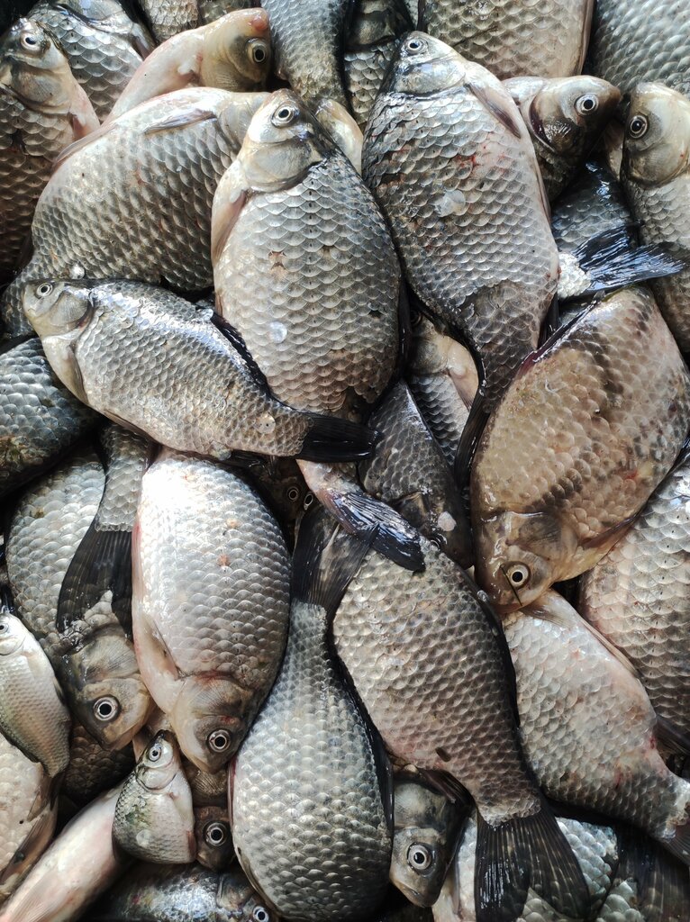 Balık ve deniz ürünleri Рыба и морепродукты, Çeliabinsk, foto