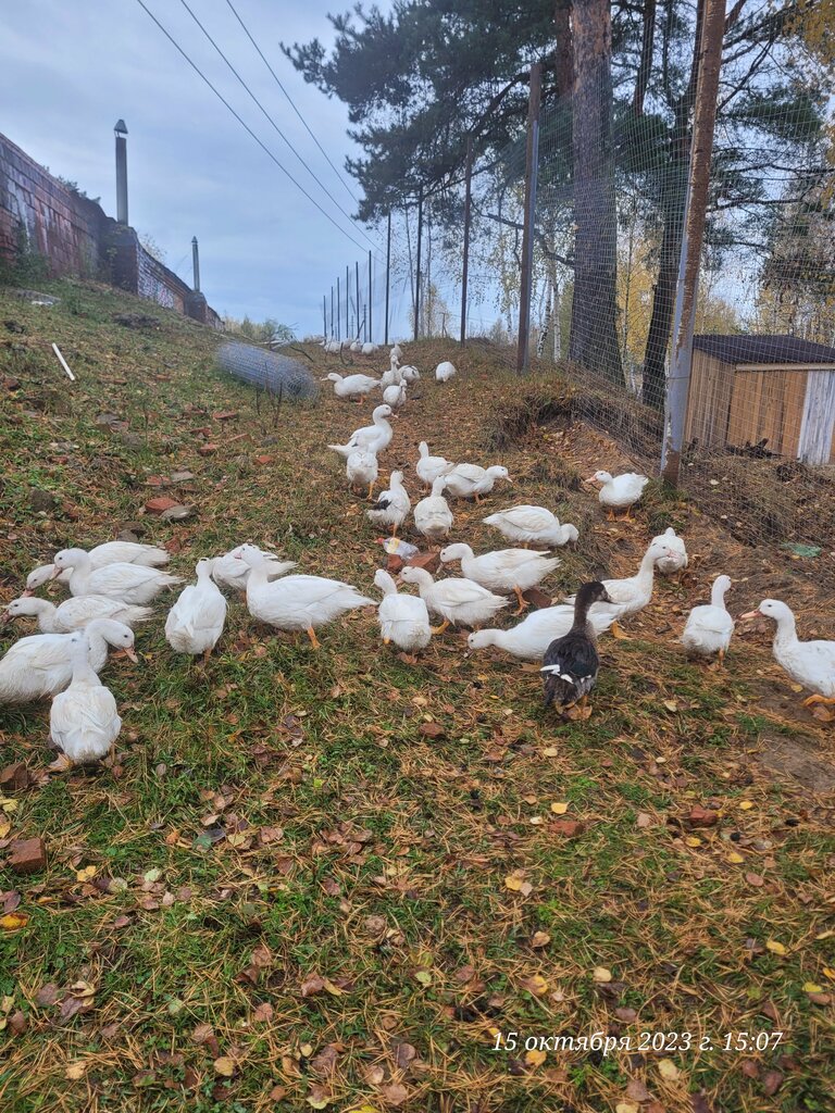 Çiftlik tatili Агроусадьба КФХ Попова шляпа, Belooziorski, foto