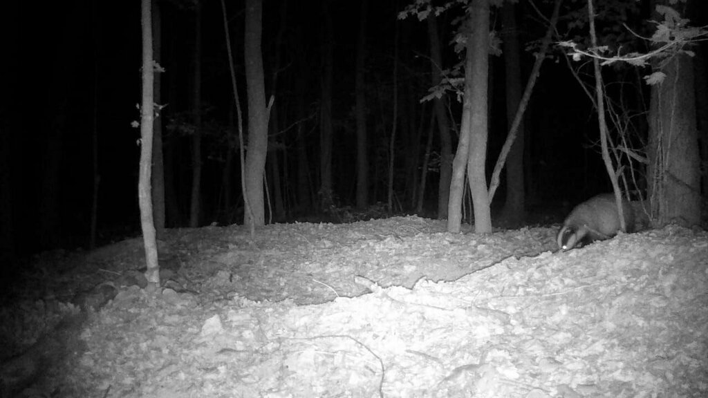 Orman Урочище Малые Журавли, Gubkin, foto