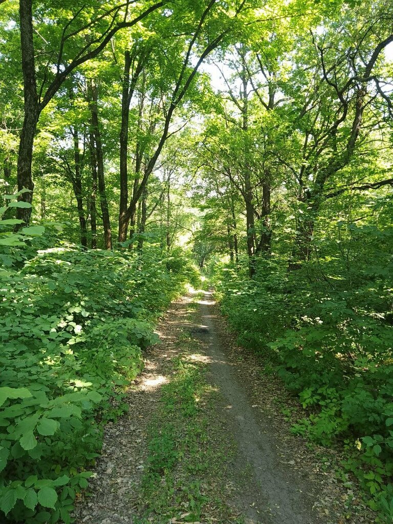 Orman лес Горняшка, Stariy Oskol, foto