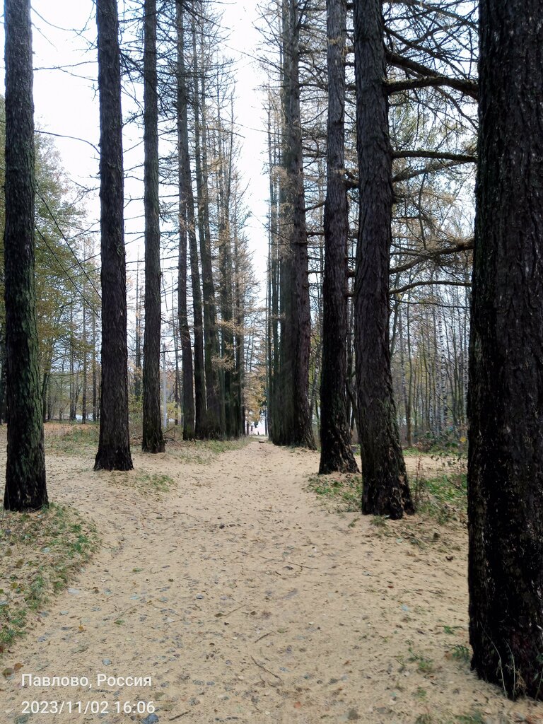 Doğa Лиственничная аллея, Saint‑Petersburg ve Leningradskaya oblastı, foto
